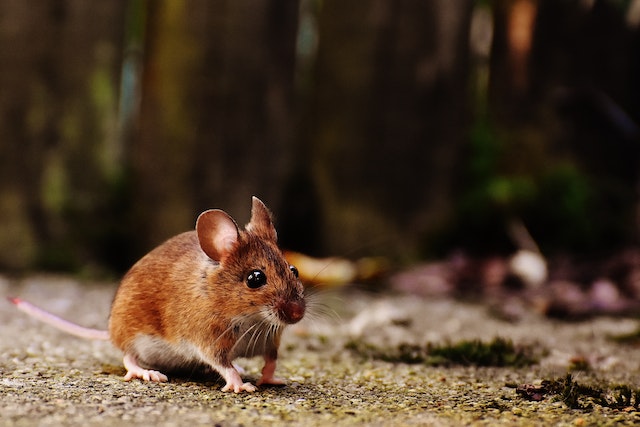 Het verschil tussen muis en rat | Alle verschillen uitgelegd.