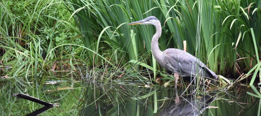 Verschil tussen reiger en ooievaar | Alle verschillen uitgelegd.