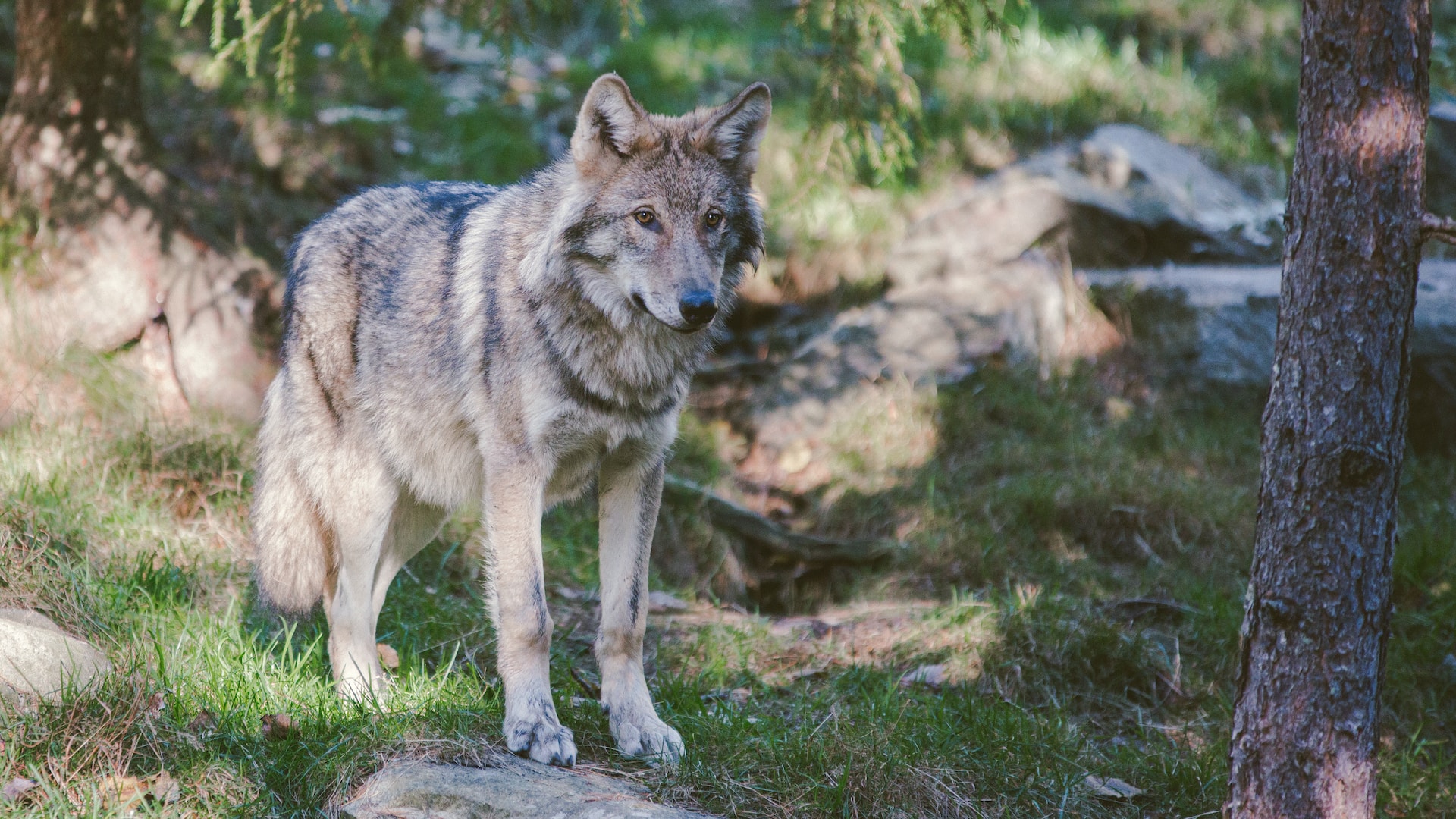 Is het een wolf of toch een hond? | Alle verschillen uitgelegd.