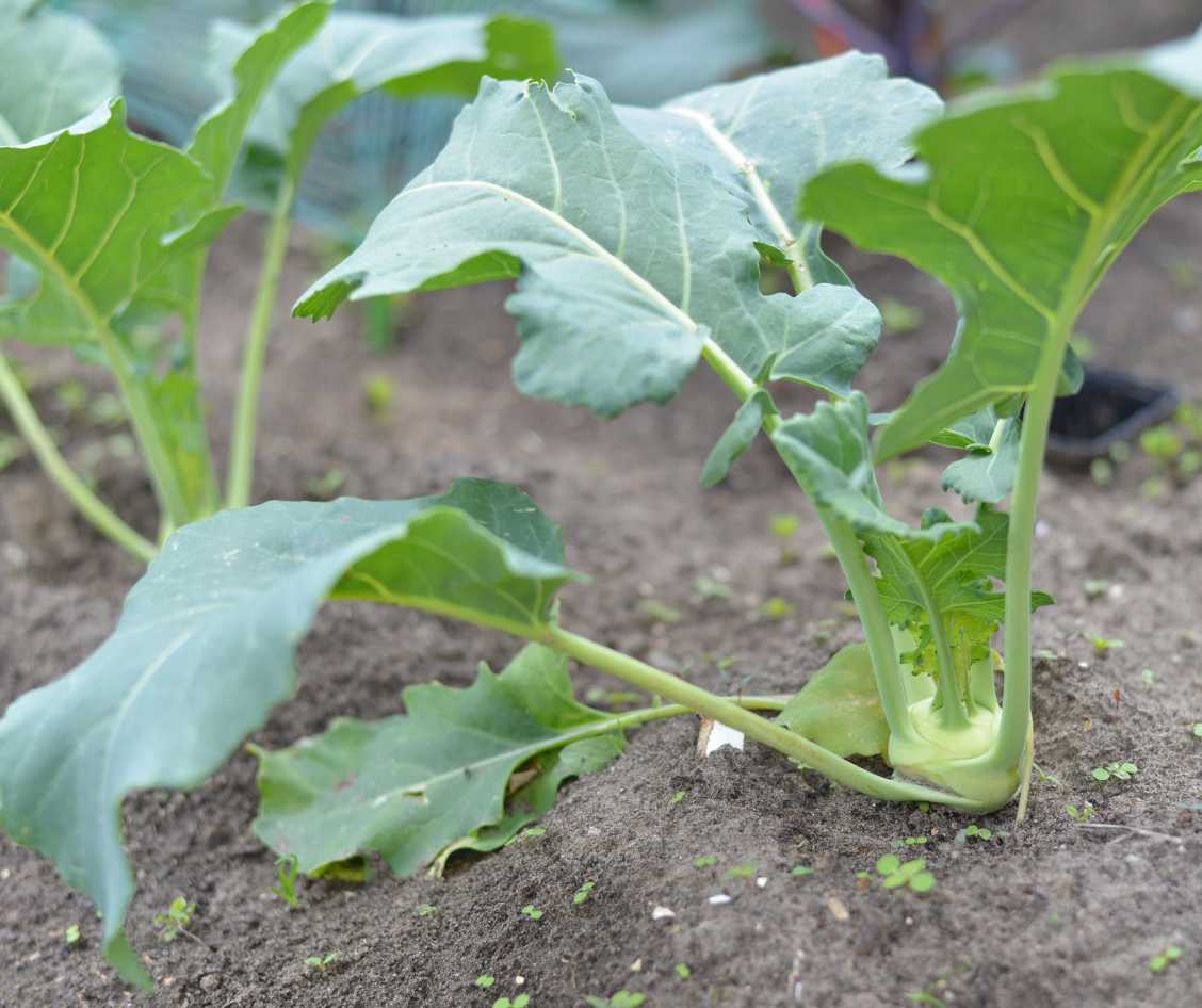 Het verschil tussen koolraap en koolrabi | Alle verschillen uitgelegd.